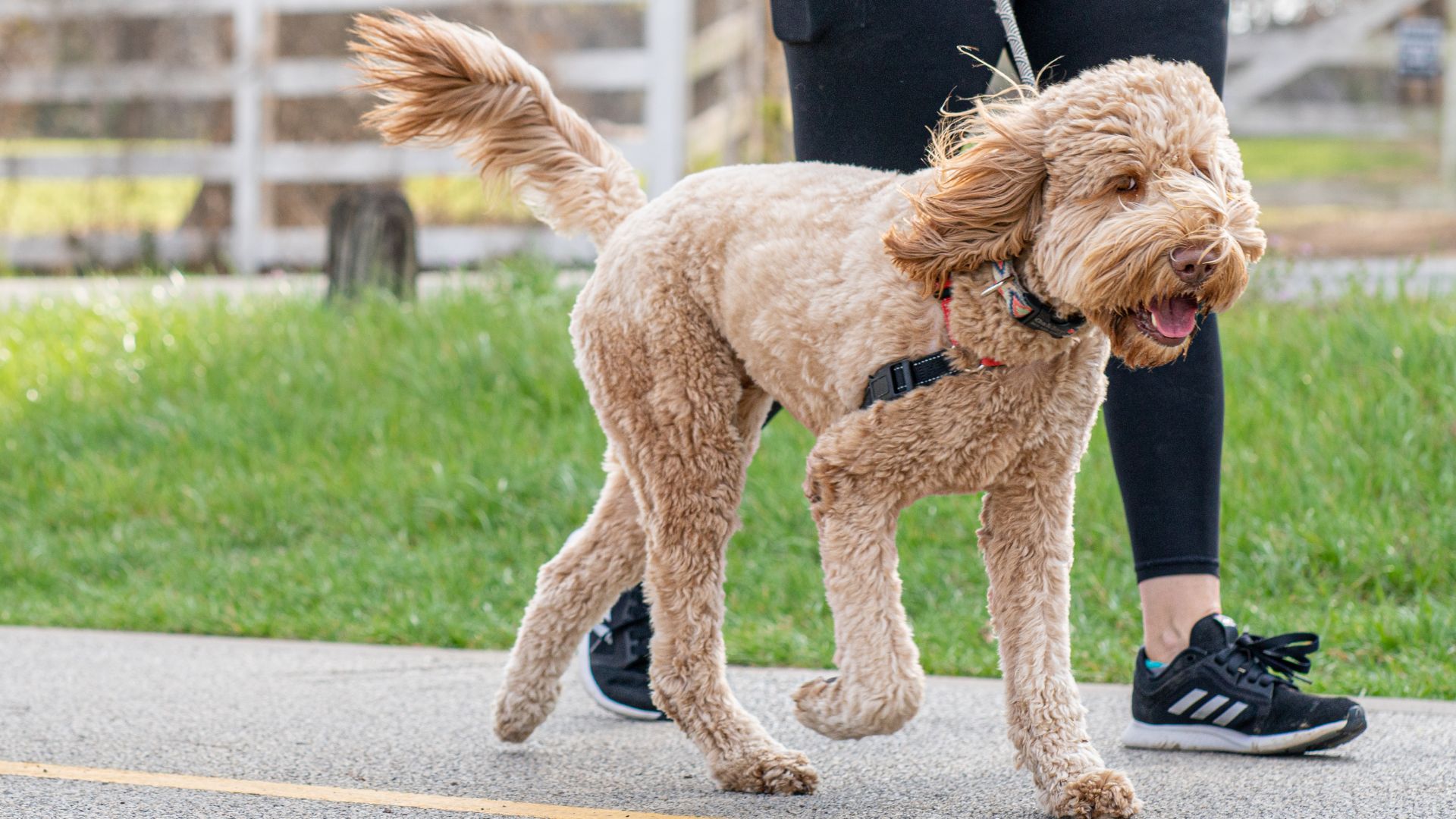 Pet Memorial Submission Form | River Ridge Animal Hospital, Dixon, IL